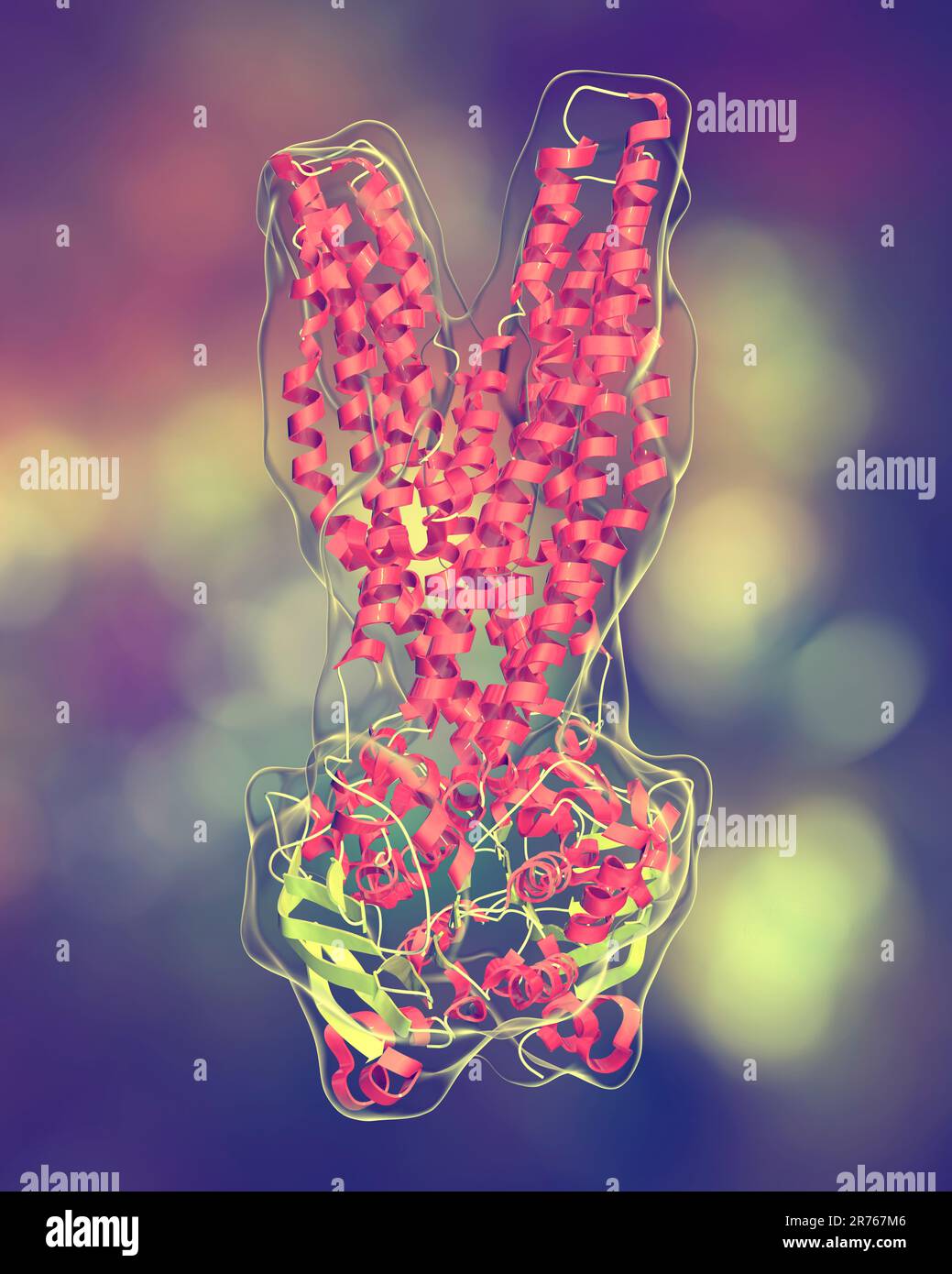Multidrug transporter. Molecular model of the multidrug transporter ...