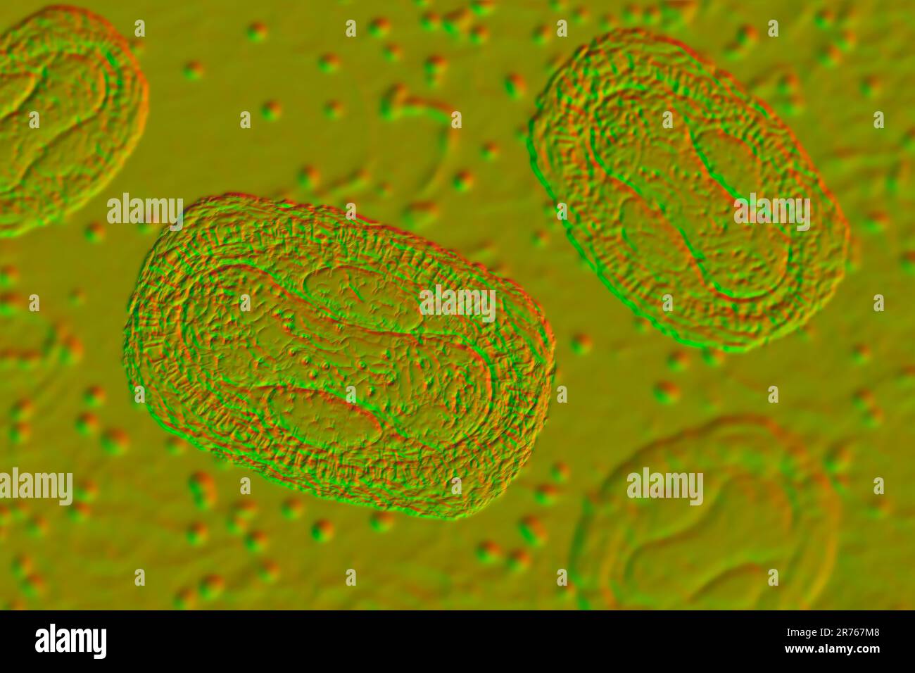 Monkeypox virus particles, illustration. Monkeypox virus particles are ...