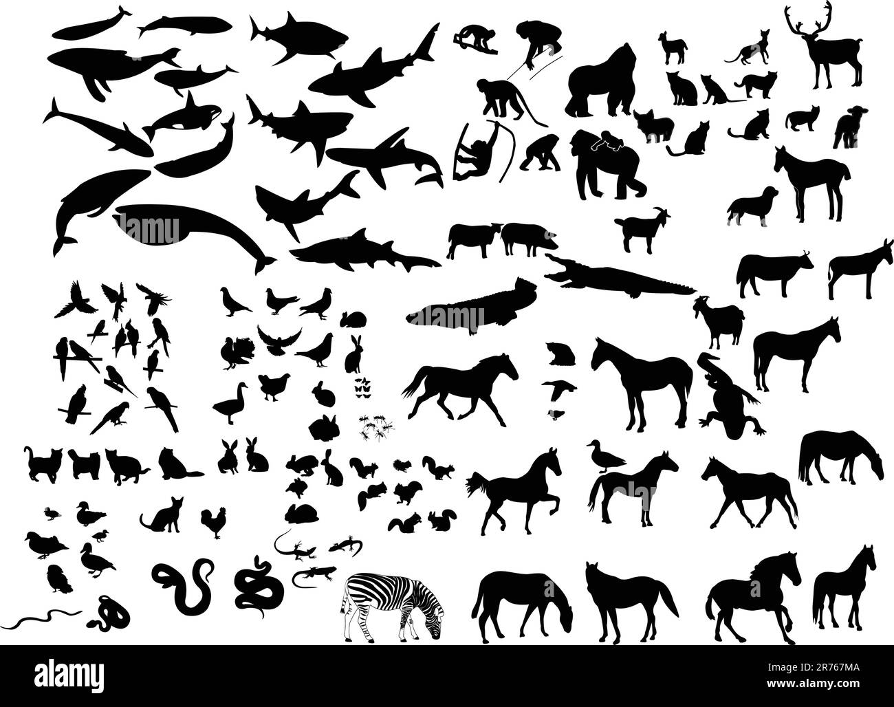 Wild duck silhouette Black and White Stock Photos & Images - Alamy