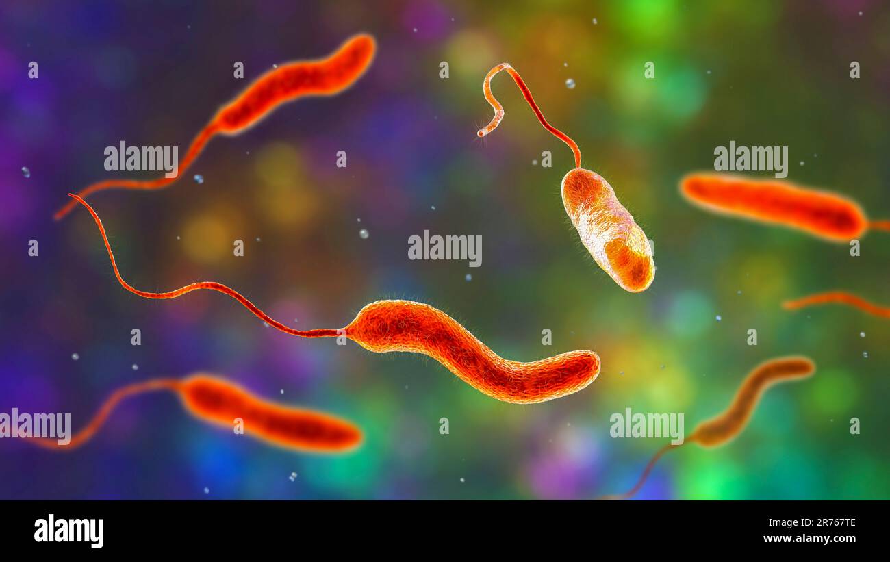 Cholera bacteria (Vibrio cholerae), computer illustration Stock Photo ...