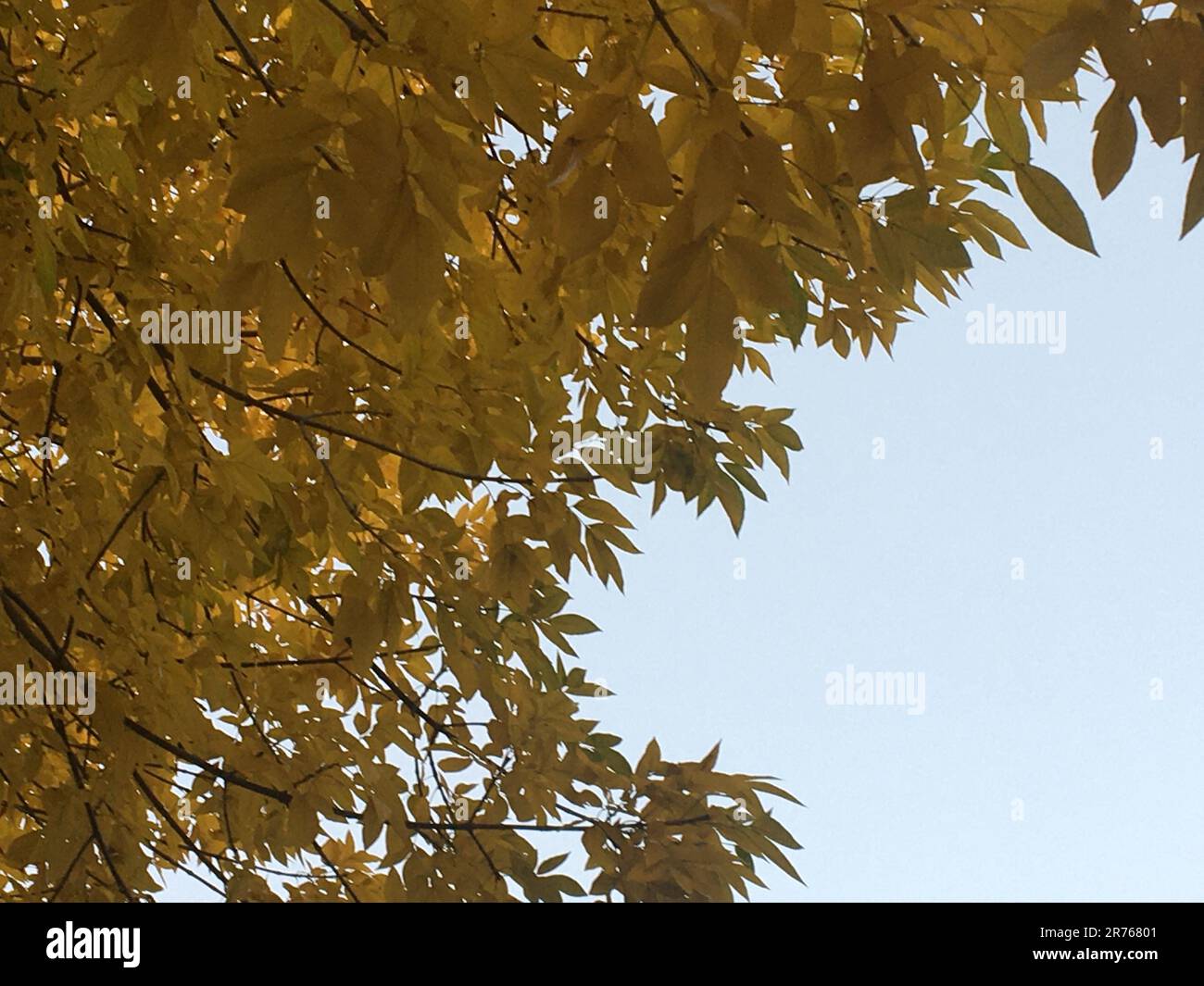 Tree park leaves outdoor hi-res stock photography and images - Alamy