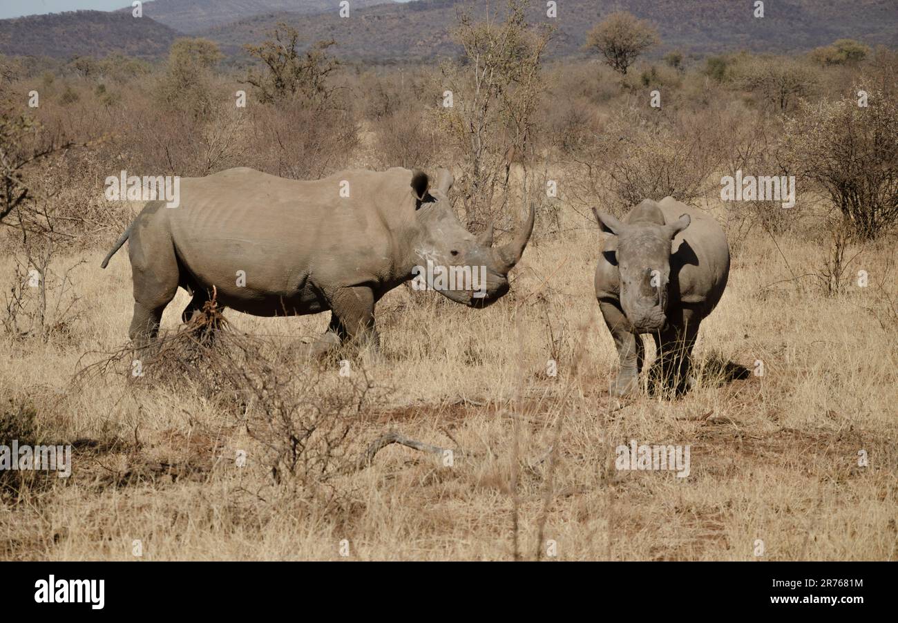 Savanna bond hi-res stock photography and images - Alamy