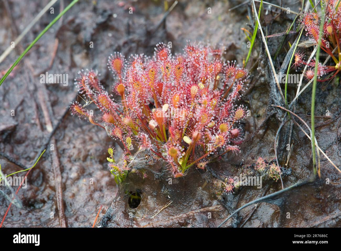 Oblong-leaved sundew (Drosera intermedia), an insectivorous carnivorous ...
