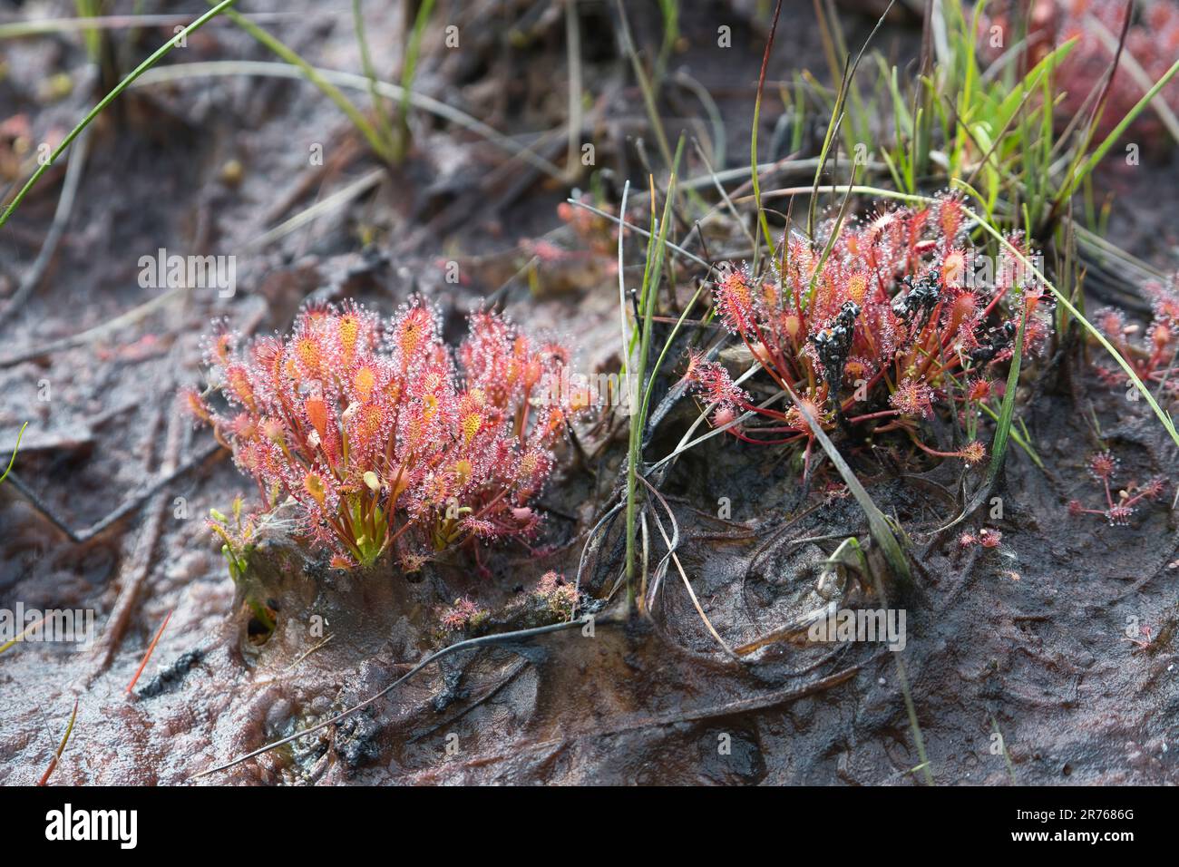 Oblong-leaved sundew (Drosera intermedia), an insectivorous carnivorous ...