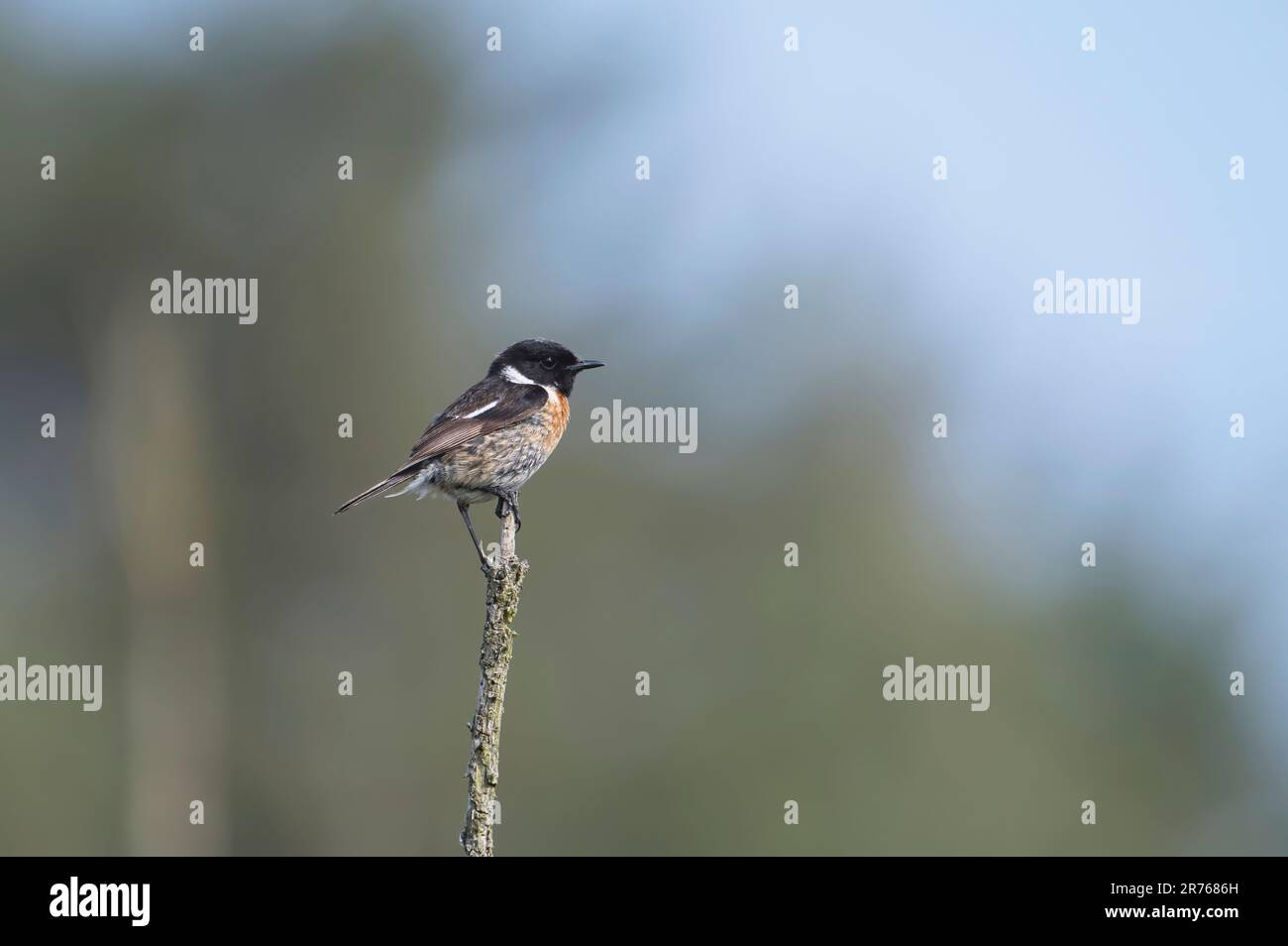 Male European stonechat (Saxicola rubicola Stock Photo - Alamy