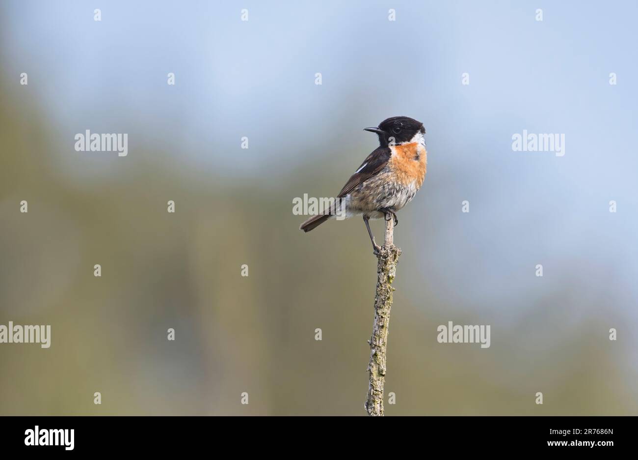 Male european stonechat hi-res stock photography and images - Alamy