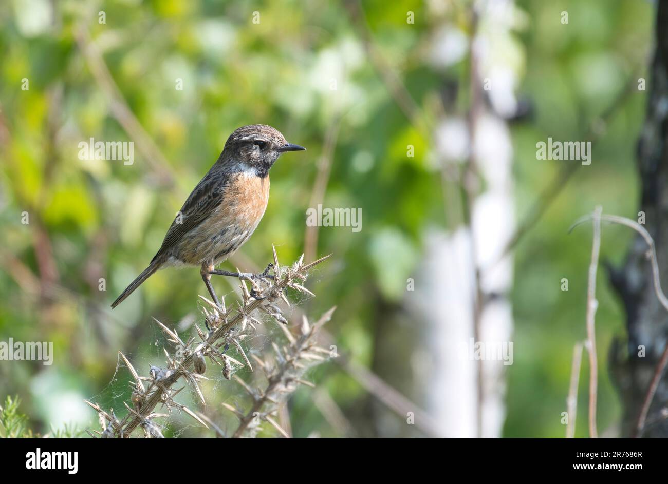 Female European stonechat (Saxicola rubicola). This individual has been ...