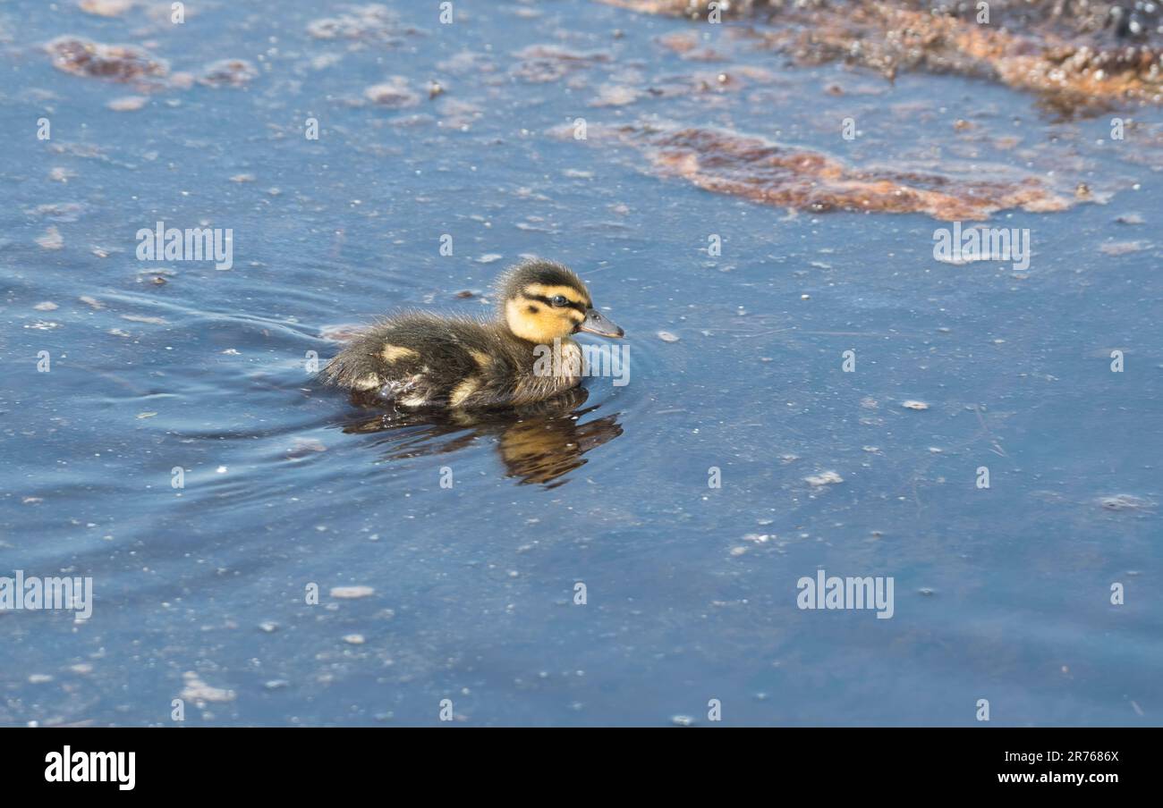 Young mallard duckling hi-res stock photography and images - Alamy