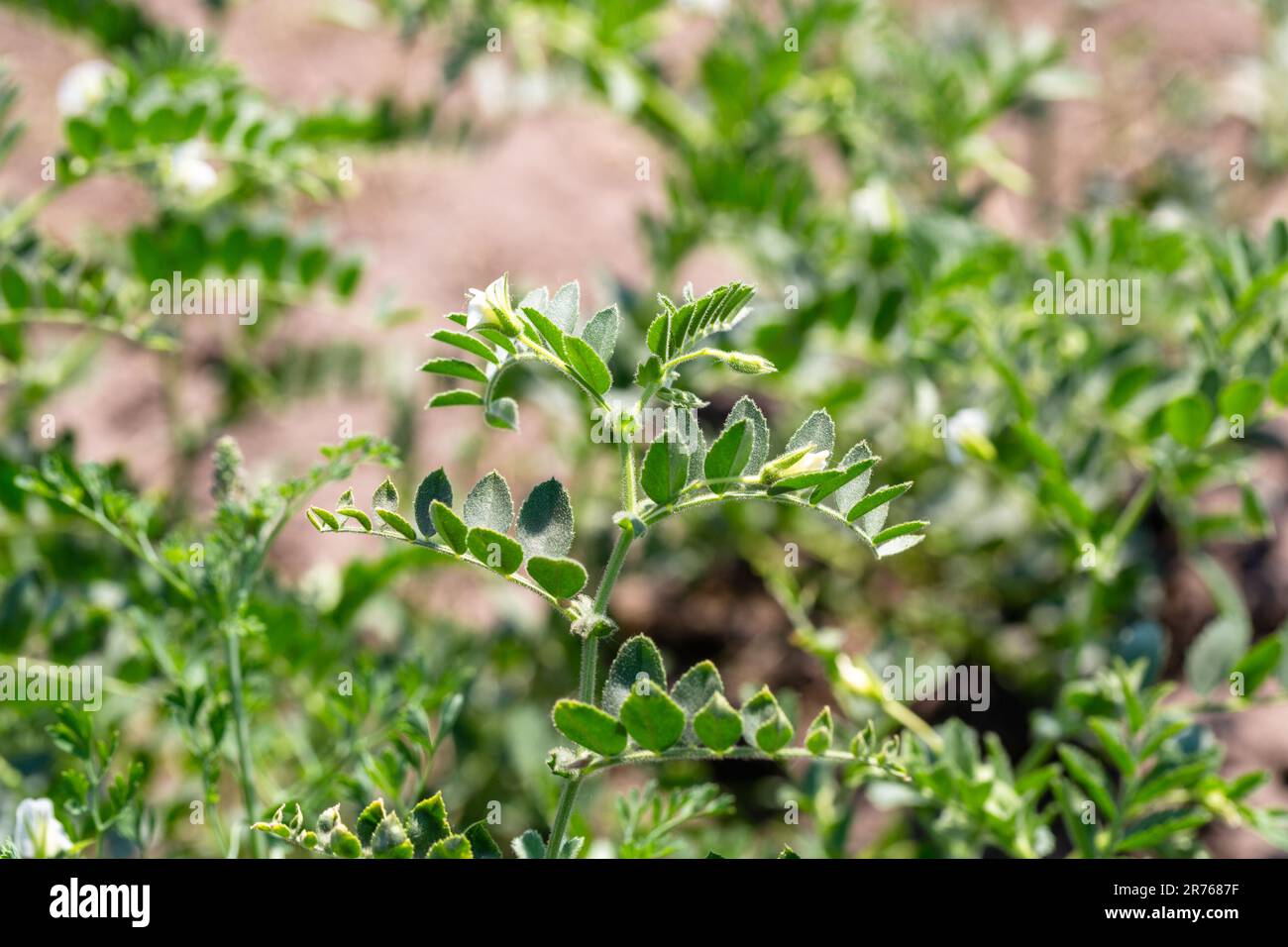 Chickpeas growing in an organic garden hi-res stock photography and ...
