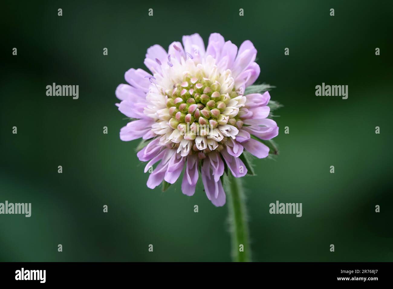 Lilac Field Scabious, a species of Widow flower, also known as Blue ...