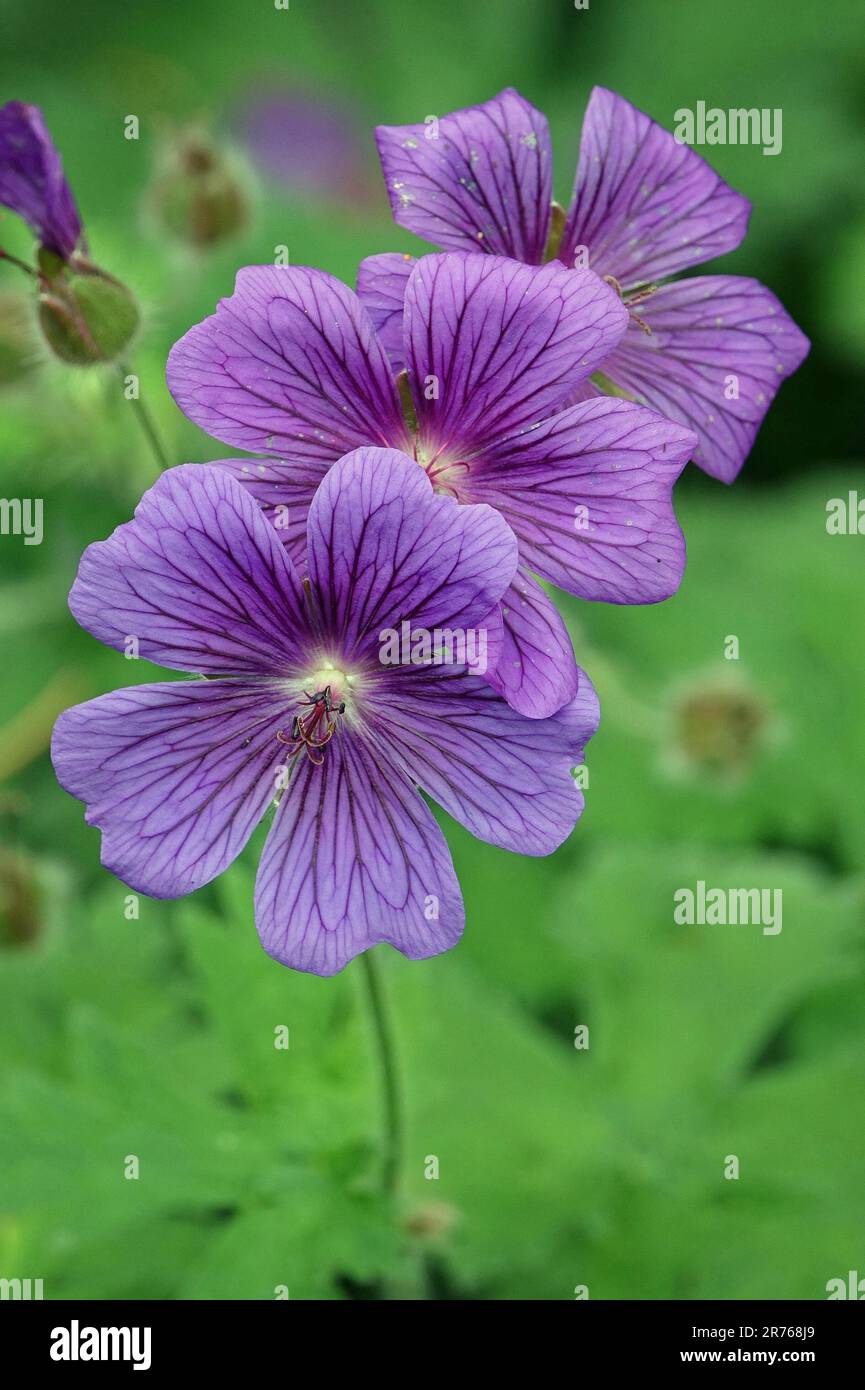 Dark lilac Meadow Cranes Bill, also known as Meadow Geranium, with ...