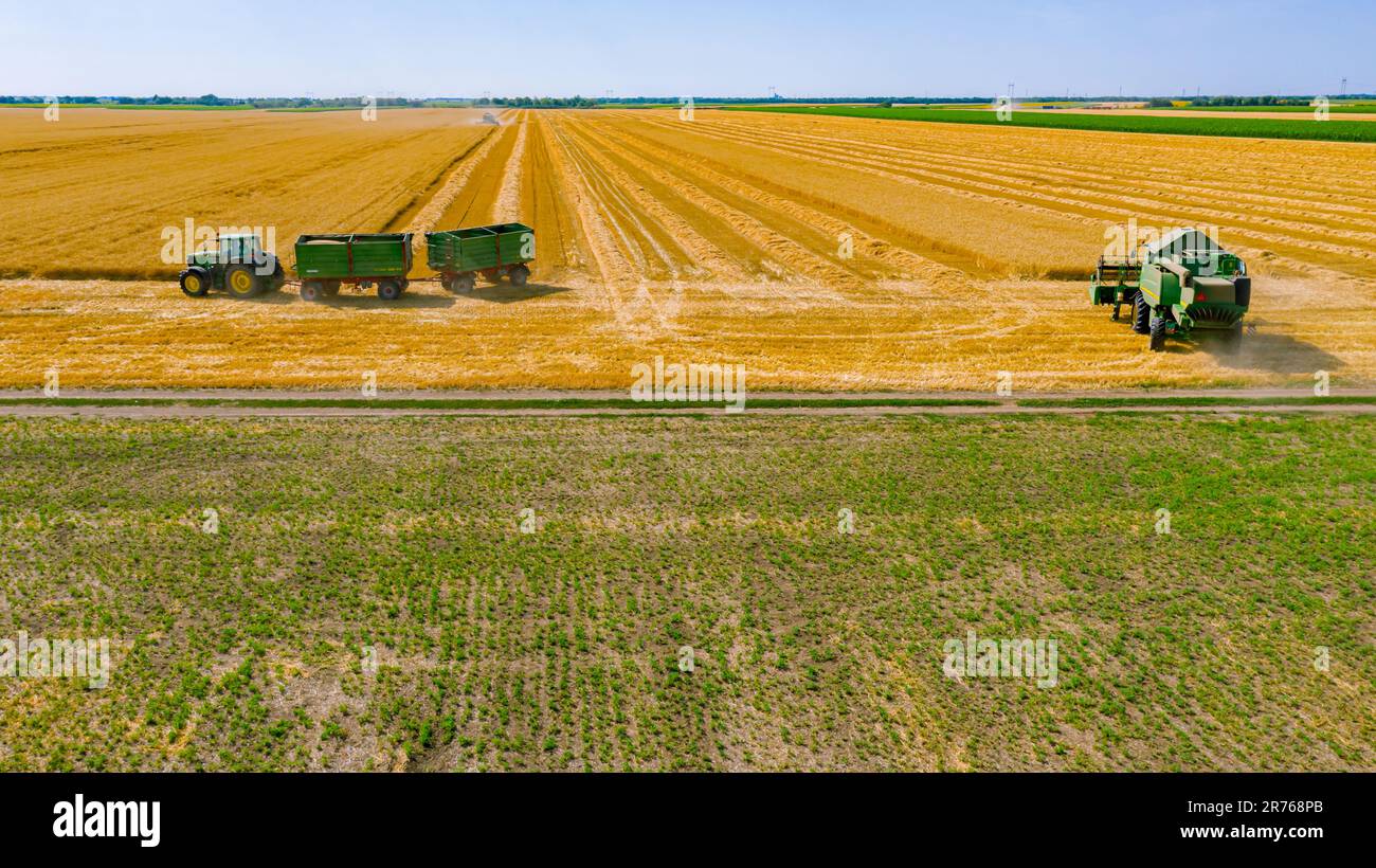 Aerial view over two agricultural harvesters, combines as they cutting ...