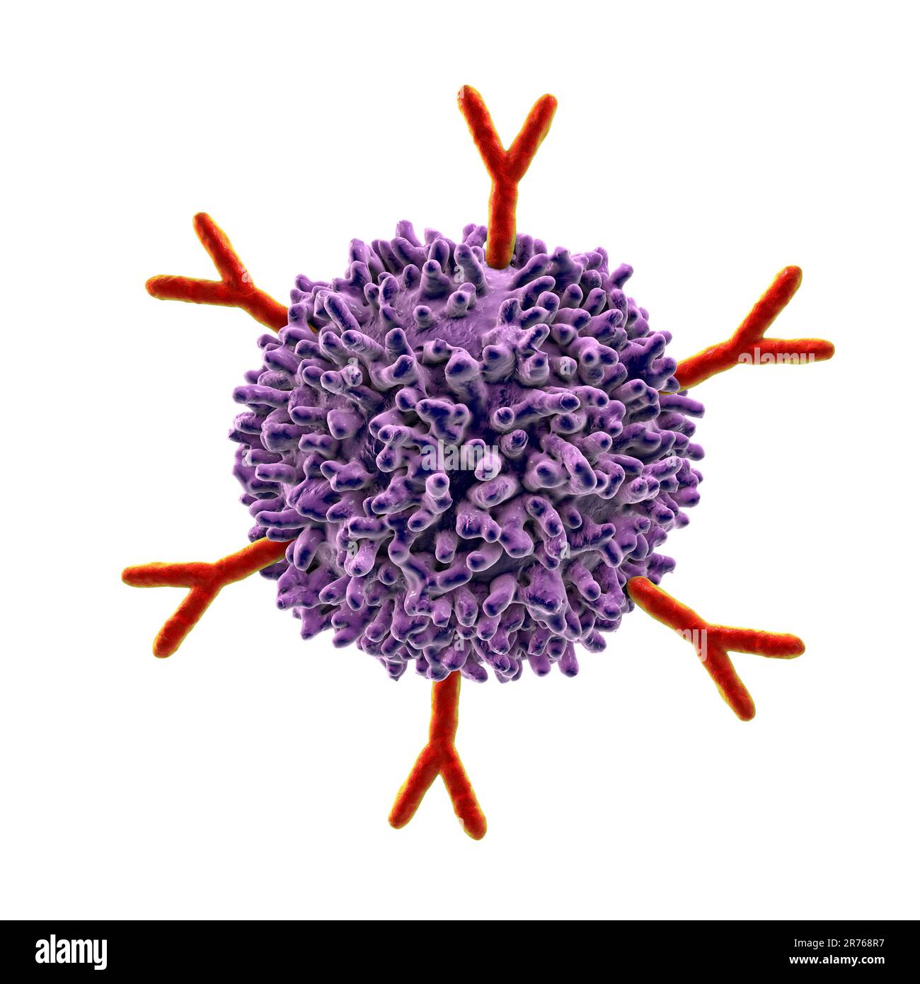 B cell and antibodies, computer illustration Stock Photo - Alamy