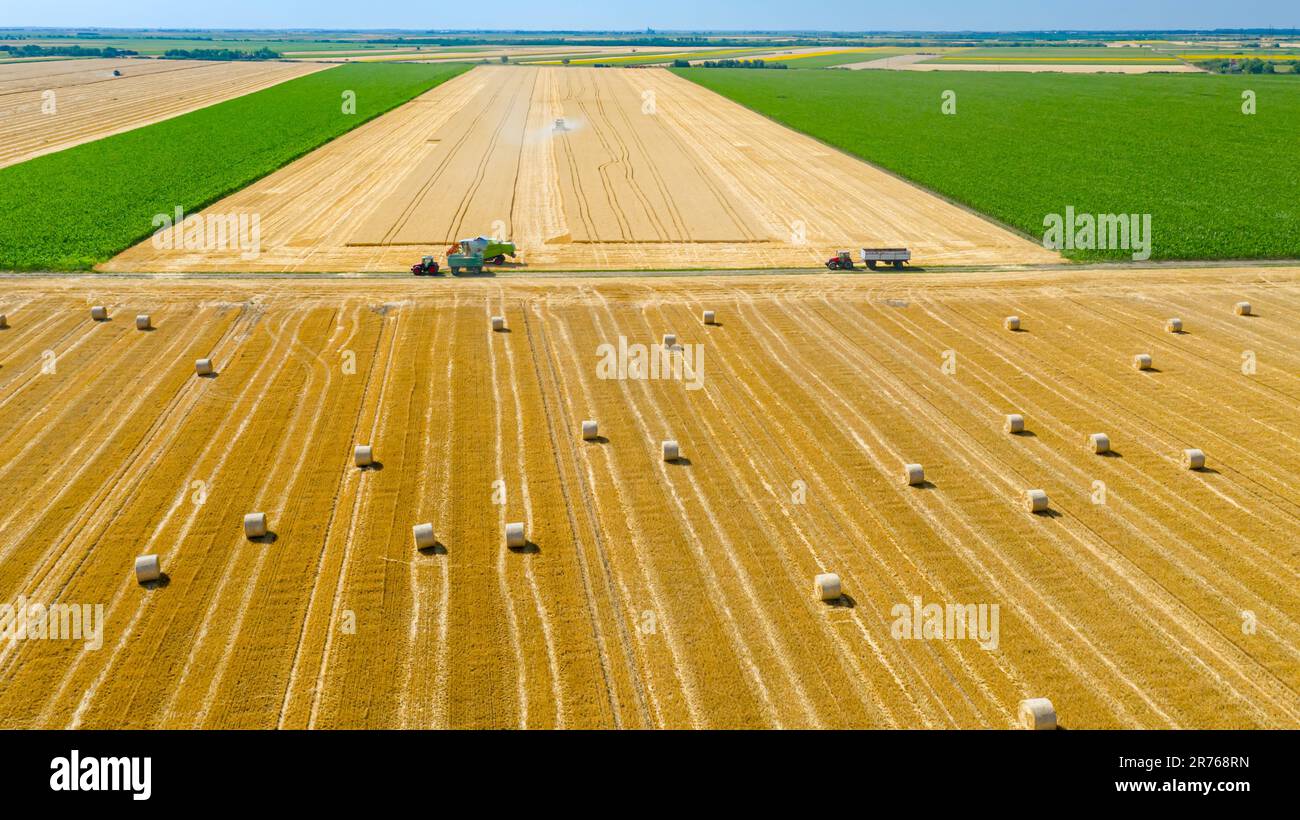 Above view, over agricultural plot in harvest time, season, rolls of ...