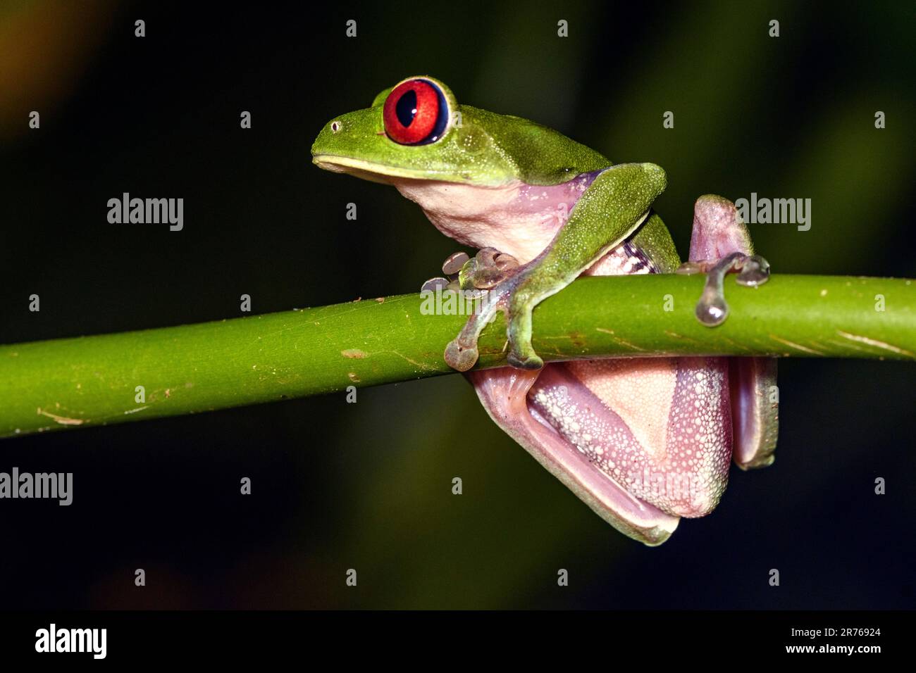 Red-eyed tree frog (Agalychnis callidryas) from Osa Peninsula, Costa ...
