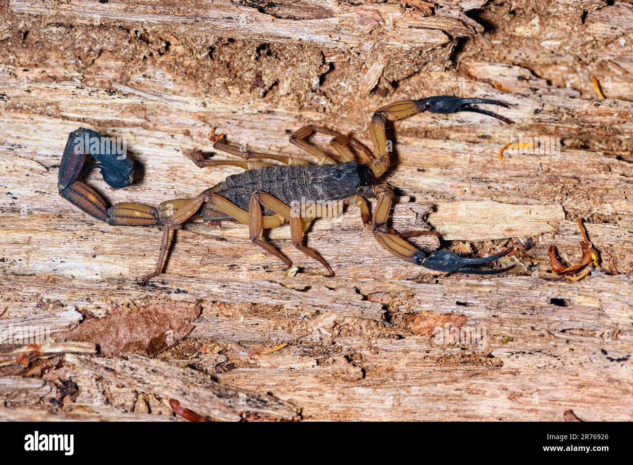 Edward's bark scorpion (Centuroides edwardsii). Osa Peninsula, Costa ...