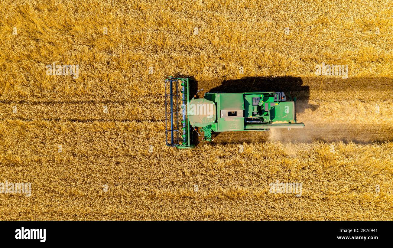 Above top view over agricultural harvester, combine as he cutting and ...