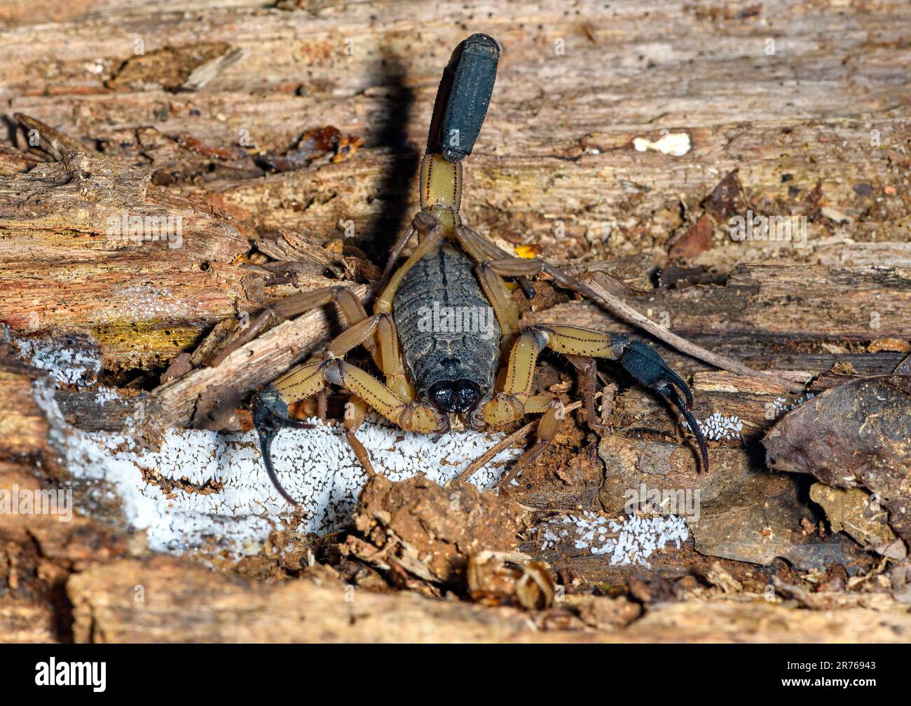 Edward's bark scorpion (Centuroides edwardsii). Osa Peninsula, Costa ...