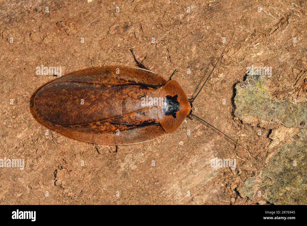 Central American giant cave cockroach (Blaberus giganteus), about 7 cm ...