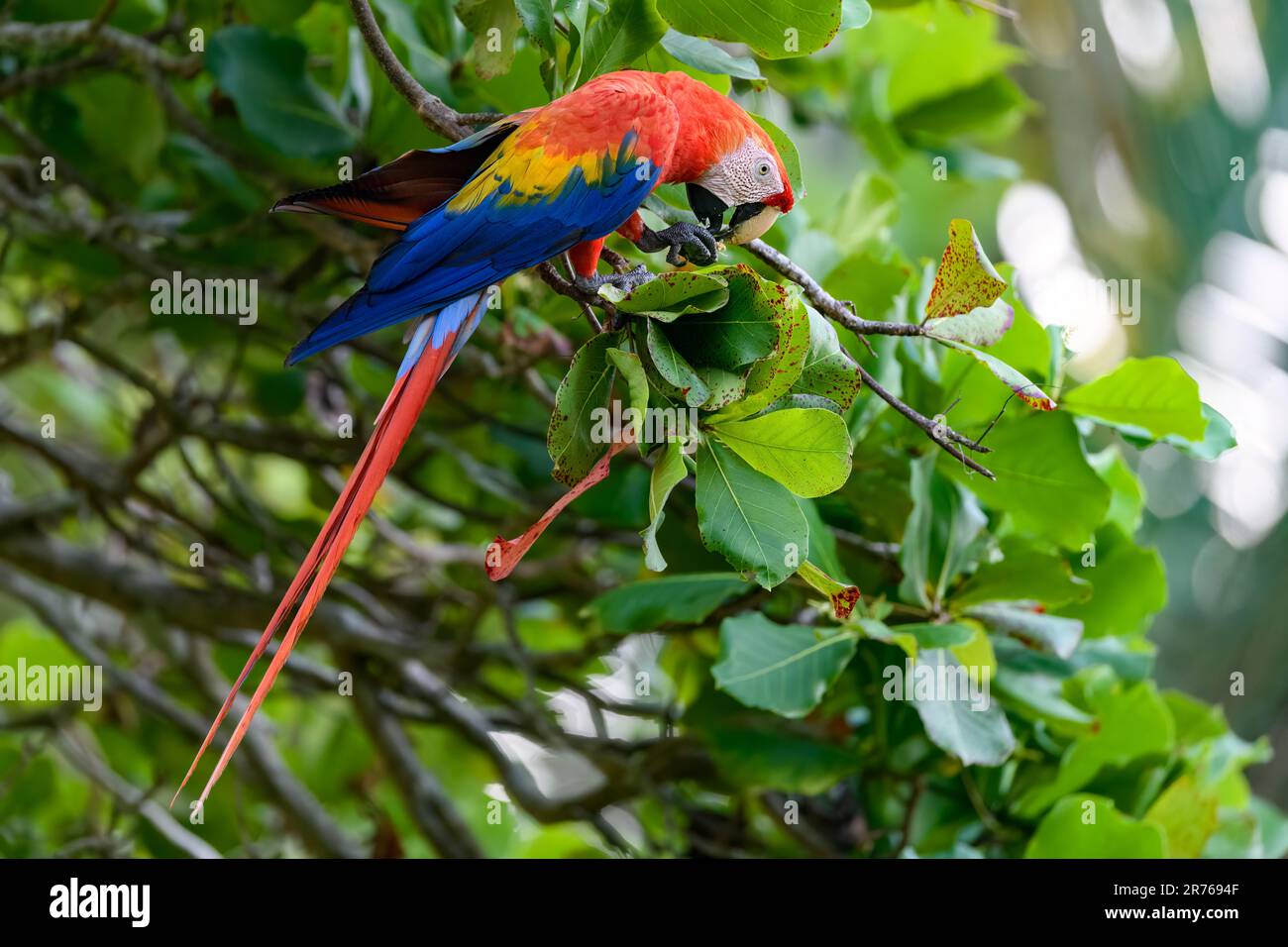 Scarlet macaws (Ara macao) feeding on fruit at Osa Paninsula, Costa ...