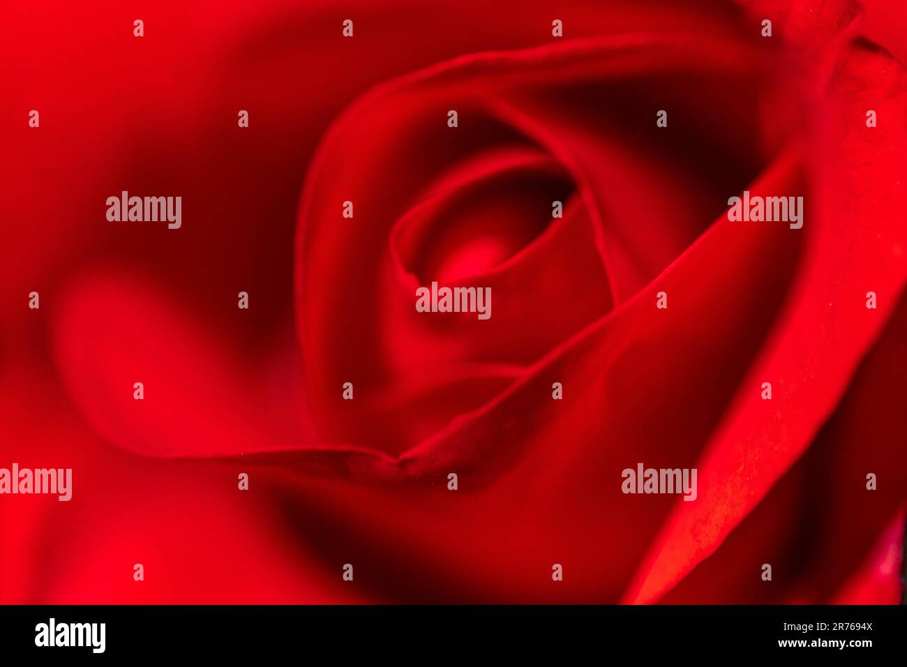 Red rose petals hi-res stock photography and images - Alamy