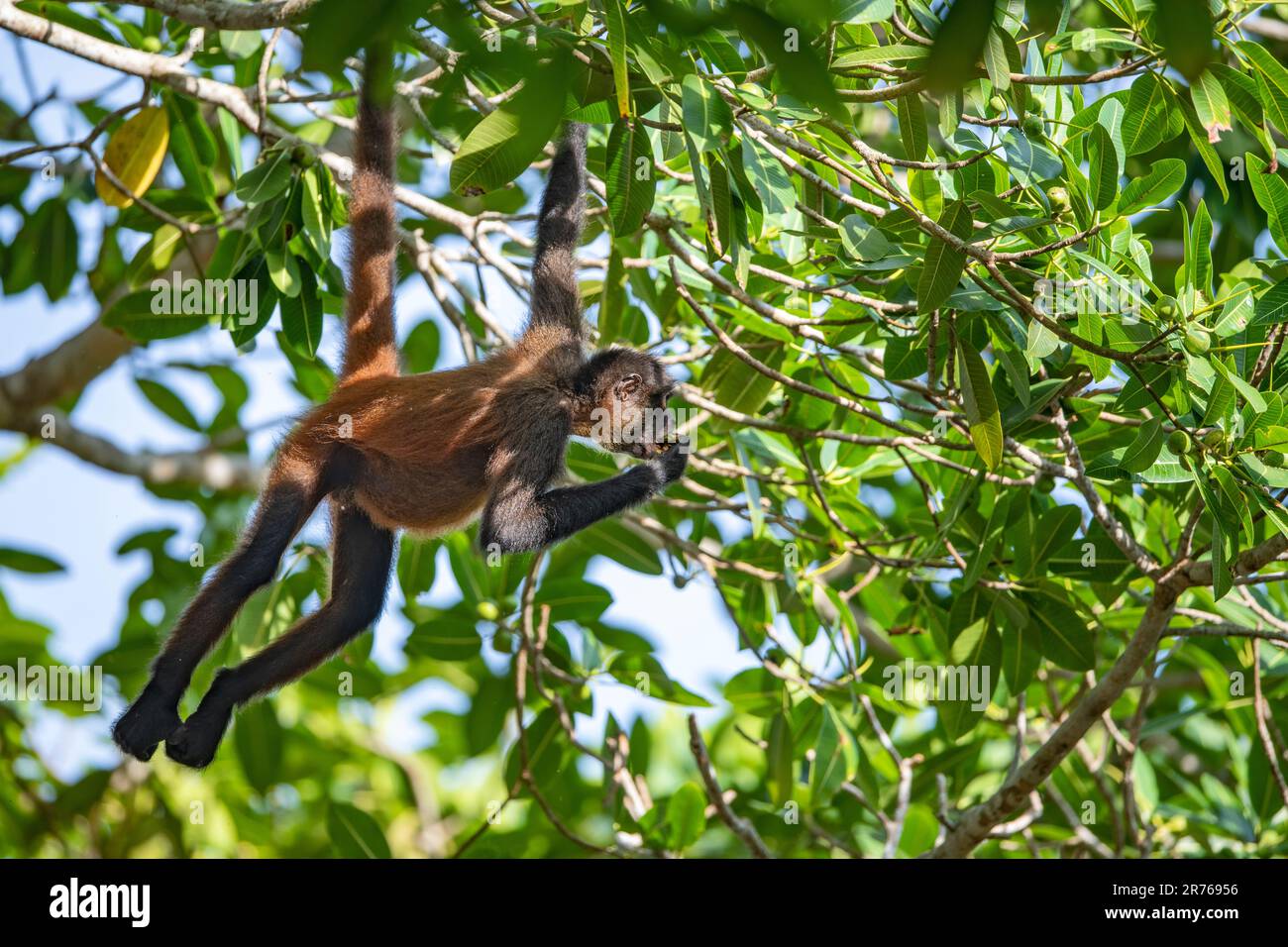The endangered Geoffroy's spider monkey (Ateles geoffroyi) feeding at ...