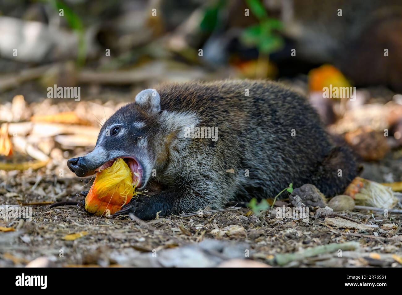 White-nosed coati (Nasua narica) feeding on fallen fruit. Photo from ...