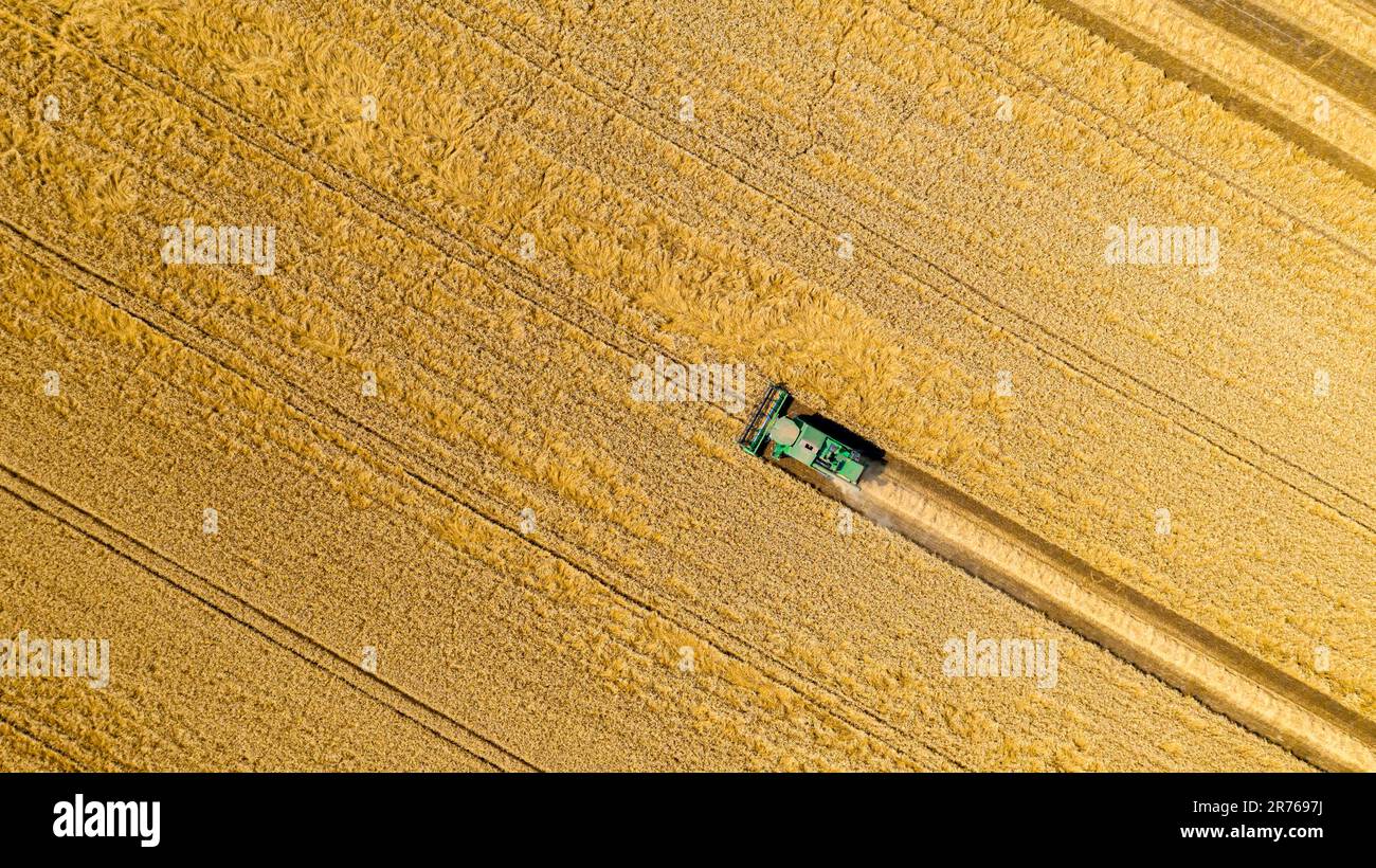 Above top view over agricultural harvester, combine as he cutting and ...