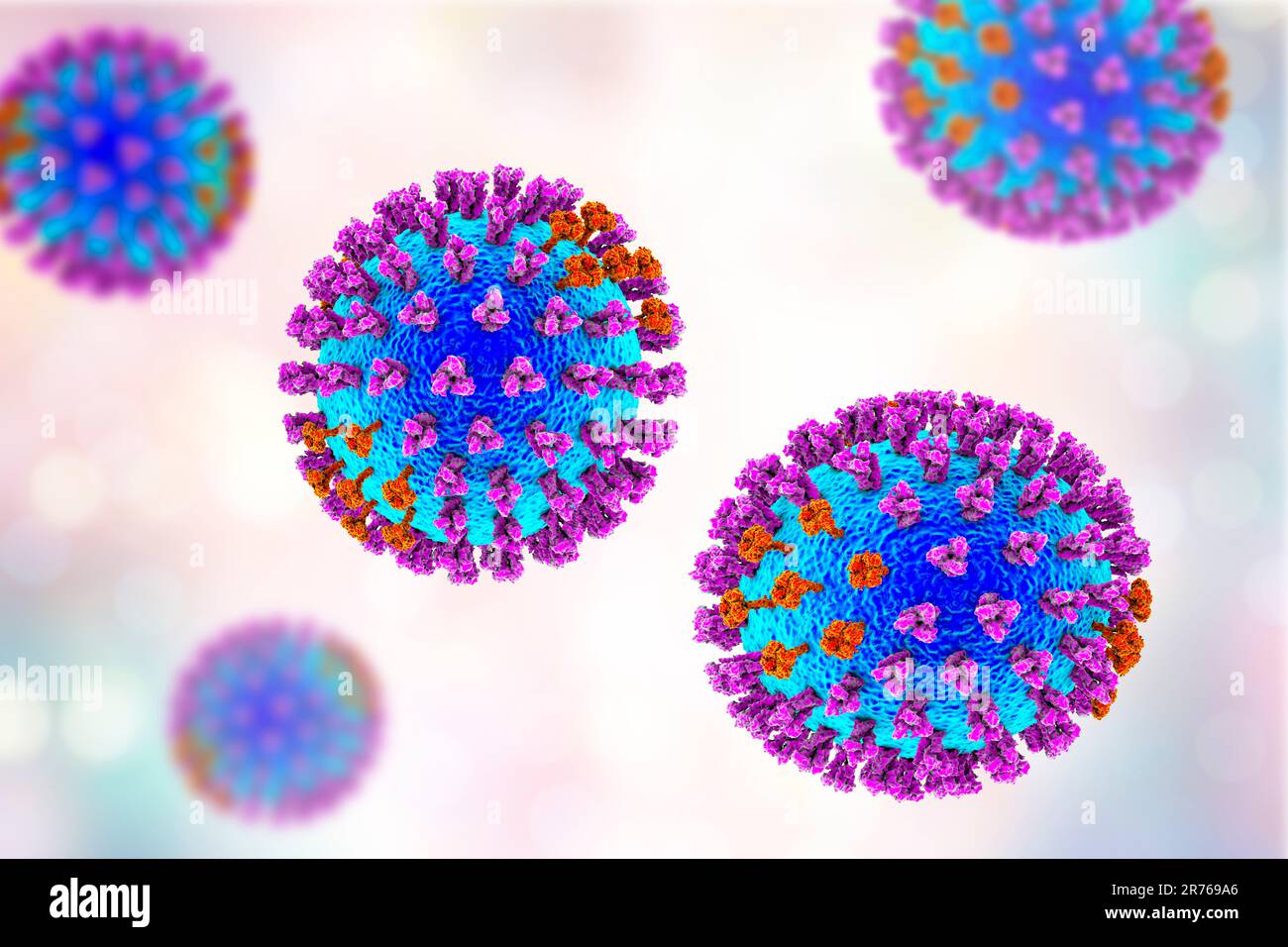 Flu viruses, computer illustration. Each virus consists of a core of ...