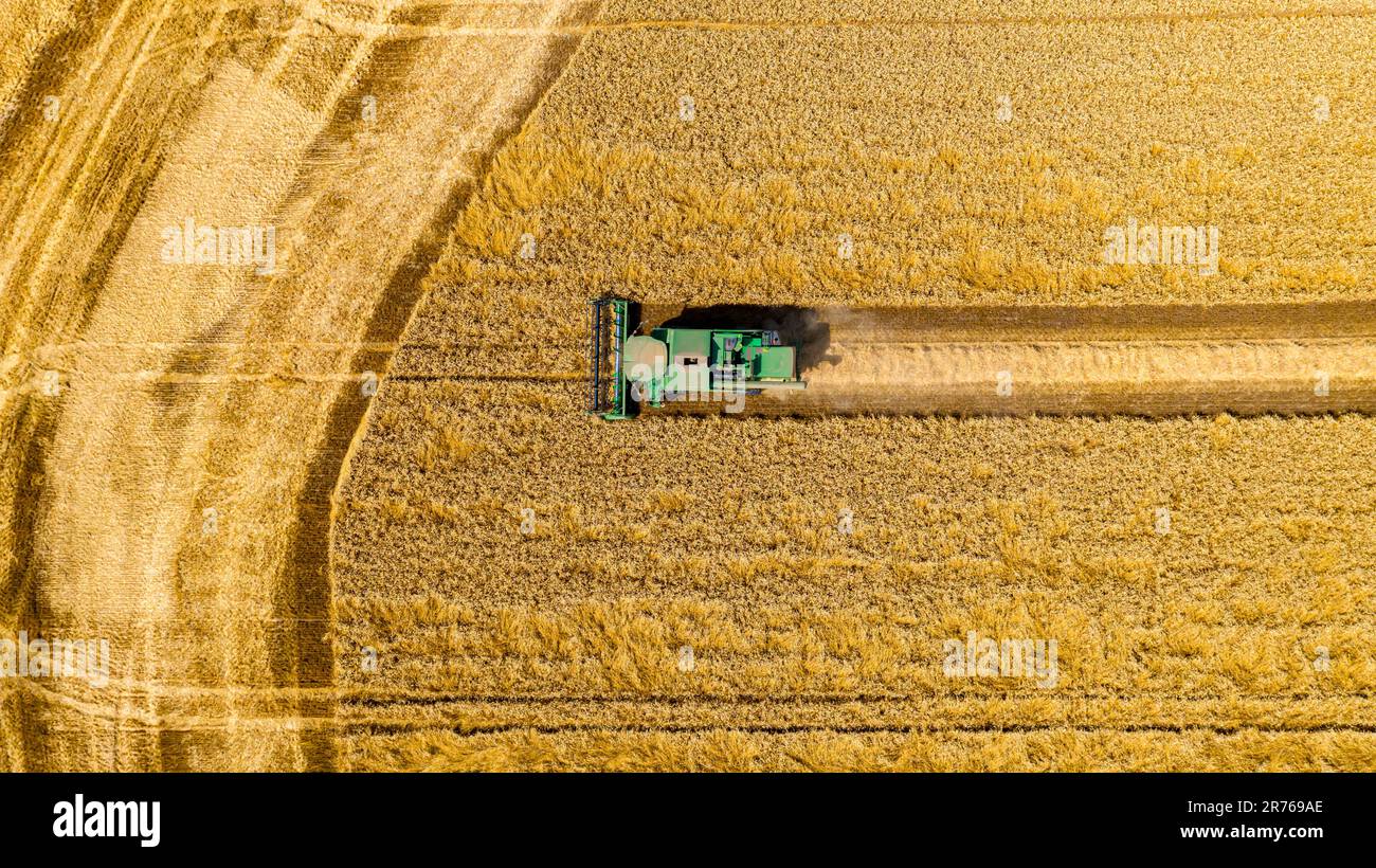 Above top view over agricultural harvester, combine as he cutting and ...