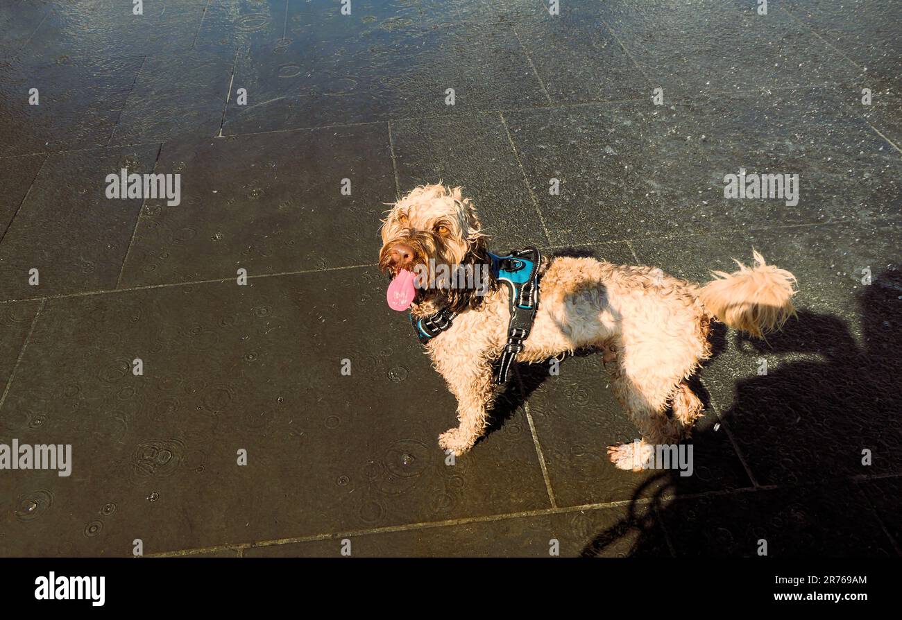 Cockapoo playing hi-res stock photography and images - Alamy