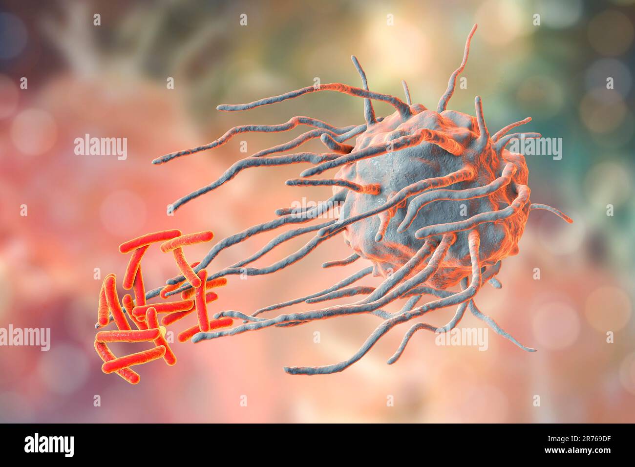 Macrophage engulfing tuberculosis bacteria hi-res stock photography and images - Alamy