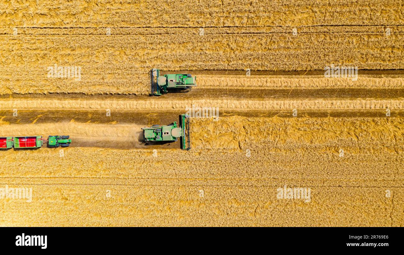 Above top view, over two harvesters, combines as they cutting and harvesting mature wheat on ...
