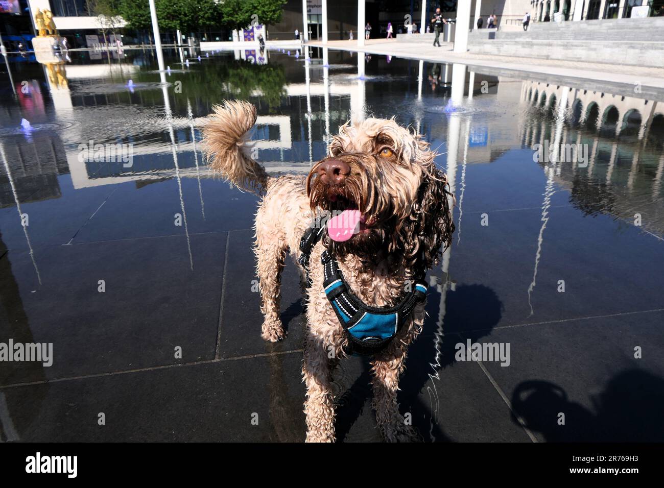 Cockapoo playing in the fountain in Birmingham, UK Stock Photo - Alamy
