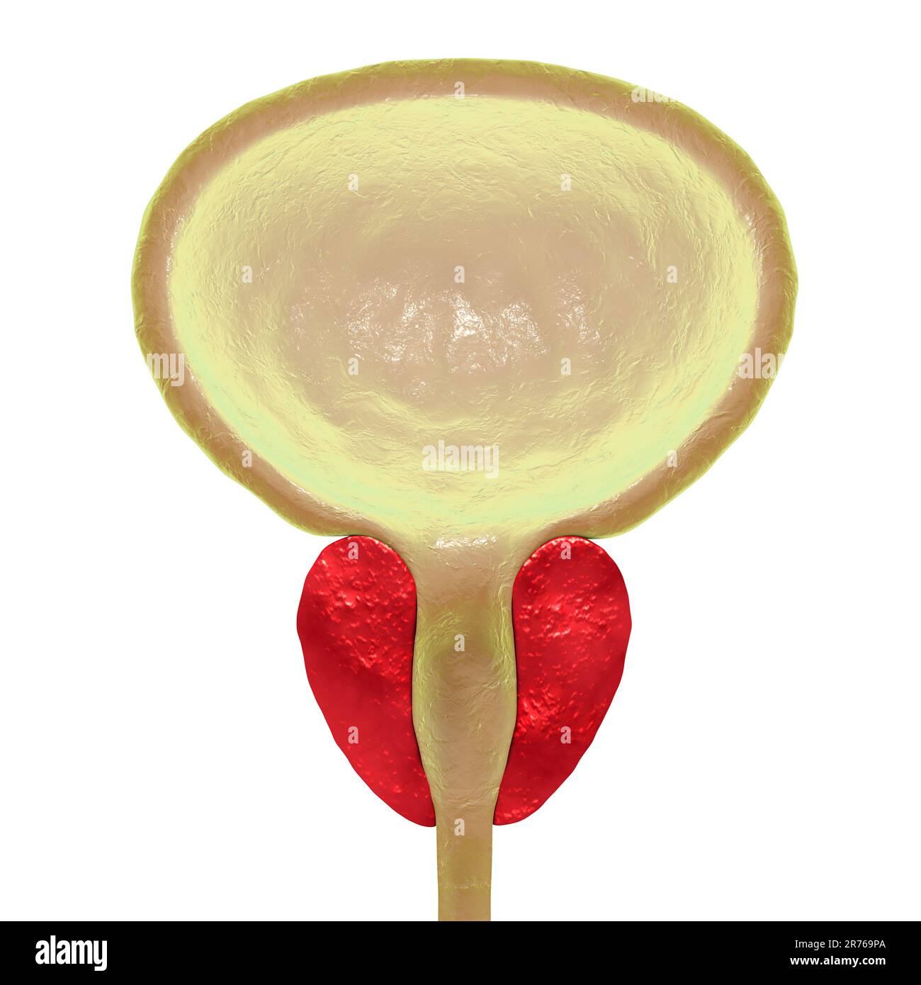 Male bladder and healthy prostate gland, computer illustration Stock Photo - Alamy