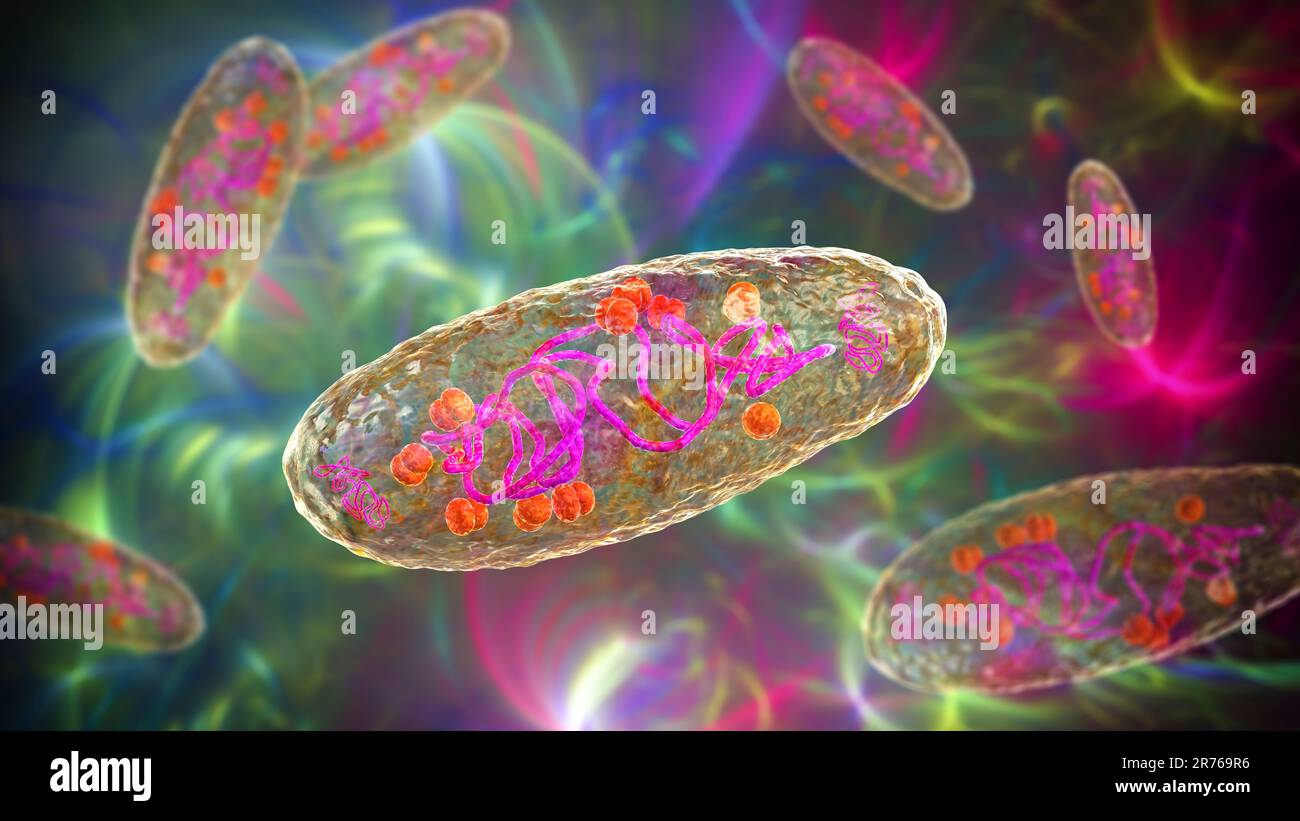 Plague bacteria (Yersinia pestis), computer illustration. Y. pestis are ...