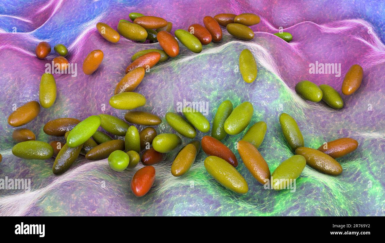 Plague bacteria (Yersinia pestis), computer illustration. Y. pestis are ...