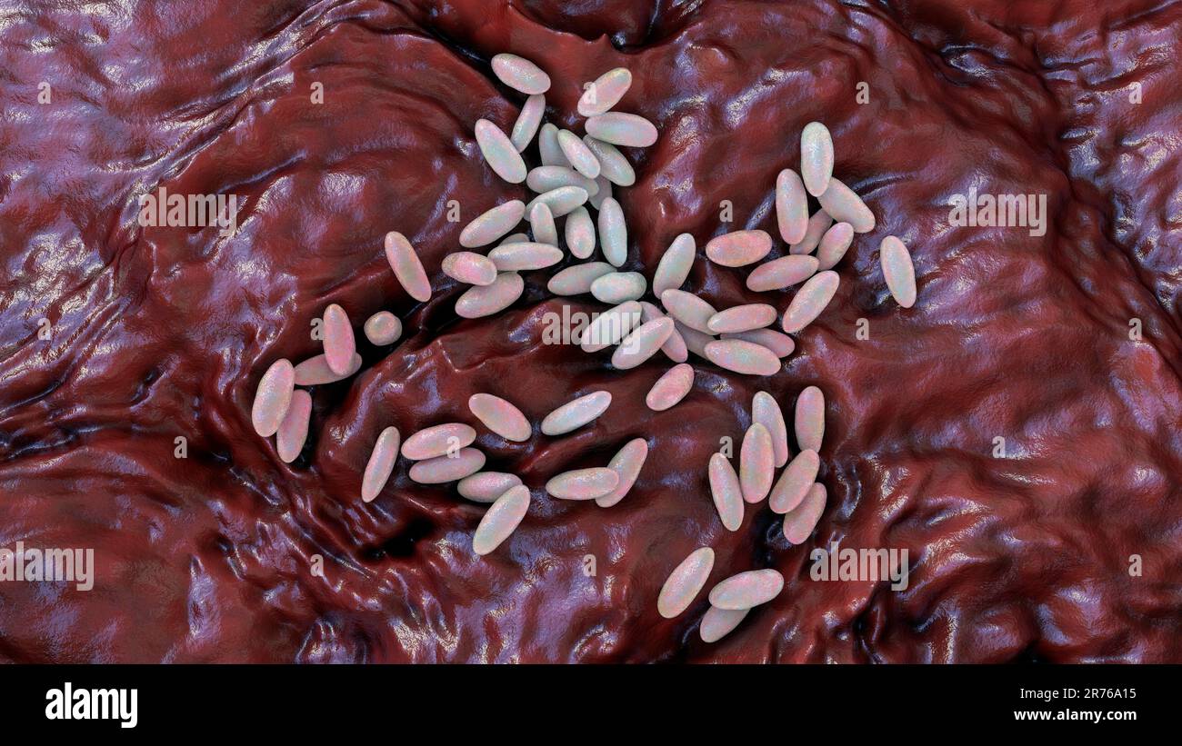 Plague bacteria (Yersinia pestis), computer illustration. Y. pestis are ...