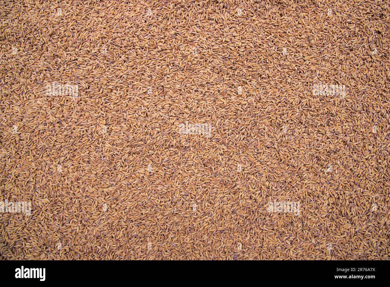 Golden Dry Paddy seed Texture Background natural view Stock Photo - Alamy