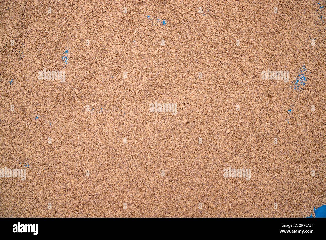 Wallpaper golden paddy hi-res stock photography and images - Alamy
