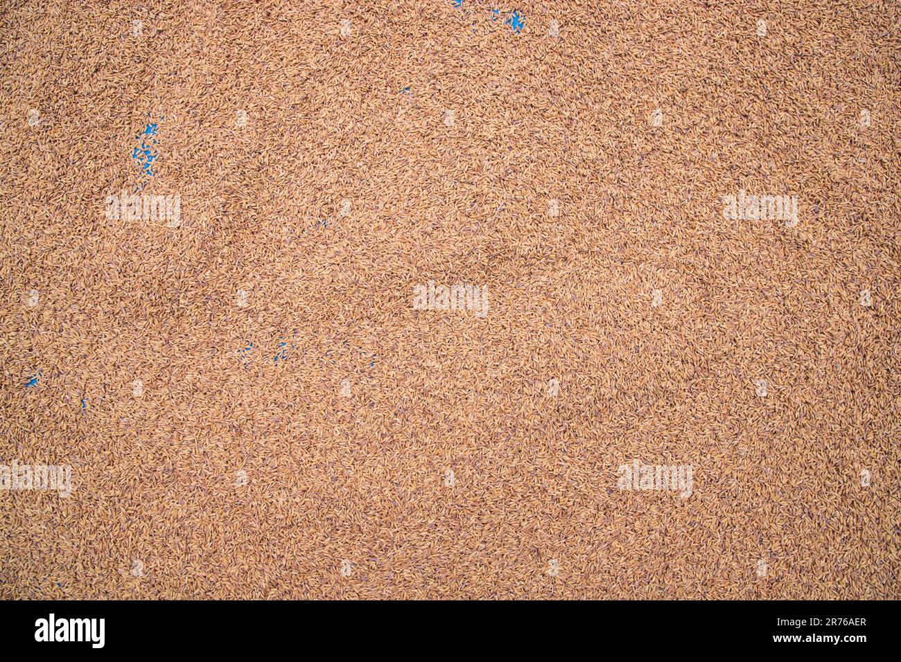 Golden Dry Paddy seed Texture Background natural view Stock Photo - Alamy