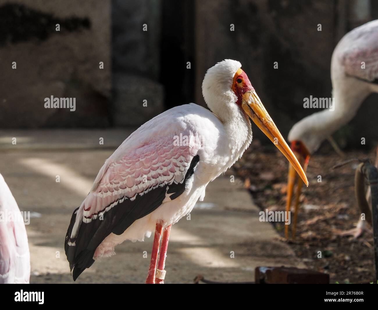A yellow-billed stork in the zoo. Mycteria ibis Stock Photo - Alamy
