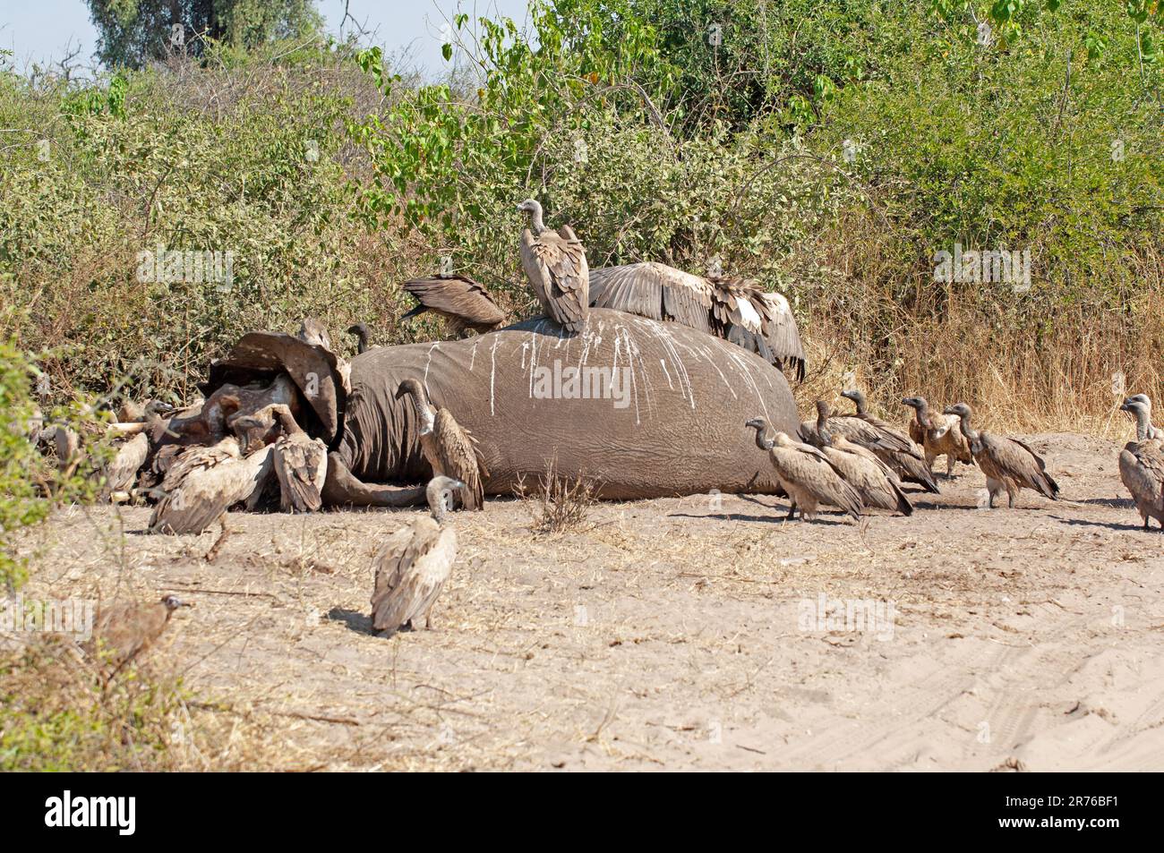 Cape Vultures (Gyps coprotheres) feeding on elephant carcass Chobe ...