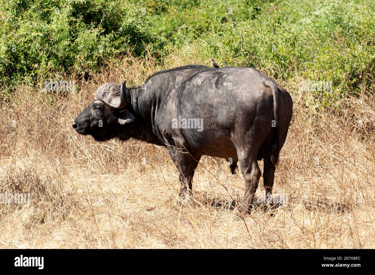 Black african buffalo syncerus hi-res stock photography and images - Alamy