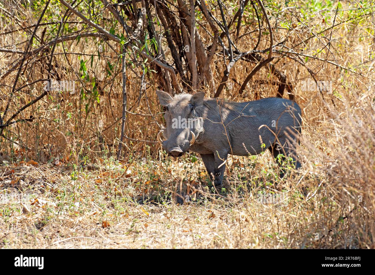 African bush pigs hi-res stock photography and images - Alamy