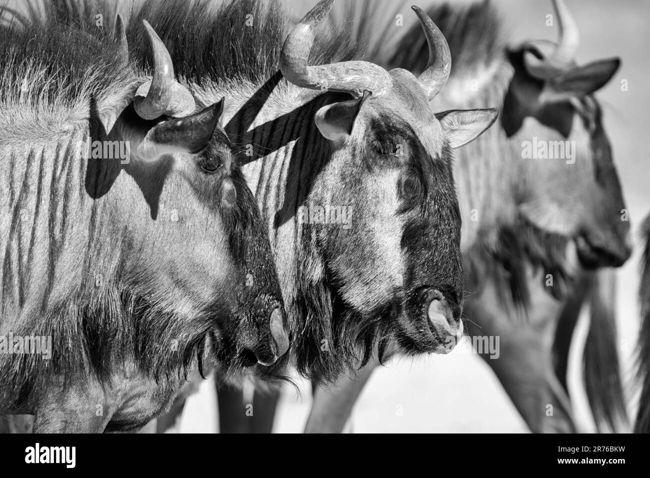 Blue Wildebeest antelope in Southern African Kalahari savannah Stock ...