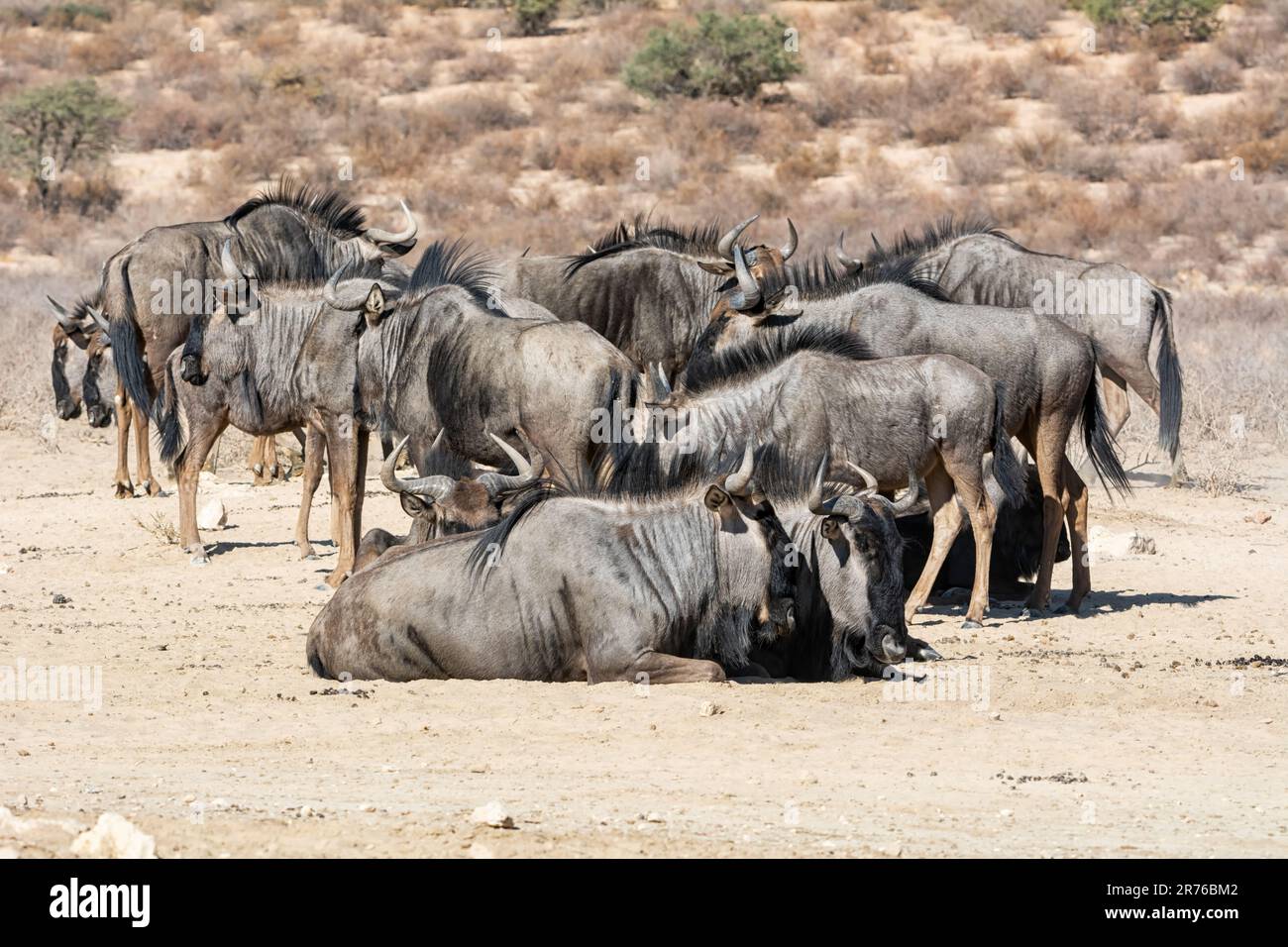 Blue Wildebeest antelope in Southern African Kalahari savannah Stock ...