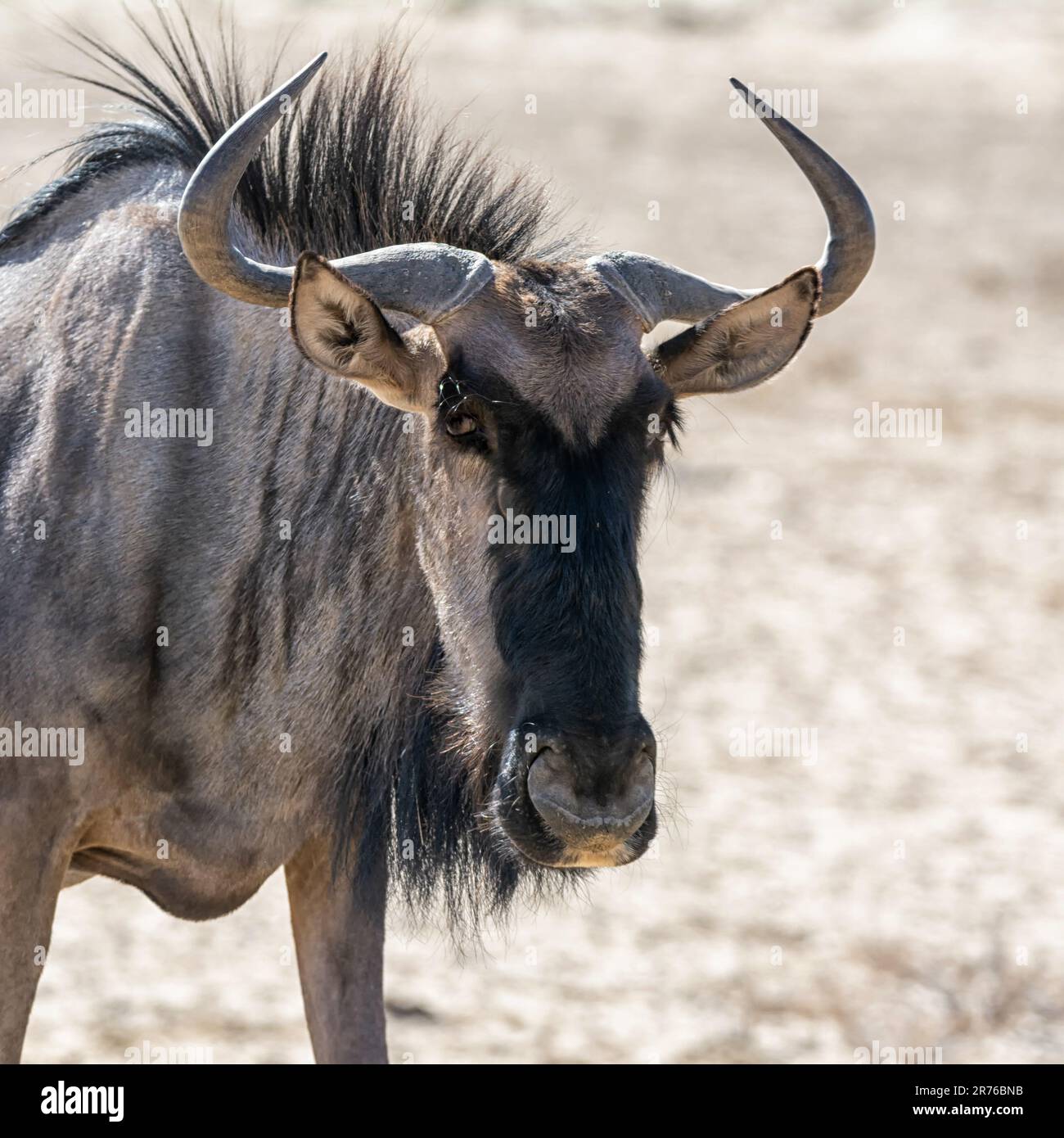 Blue Wildebeest antelope in Southern African Kalahari savannah Stock ...