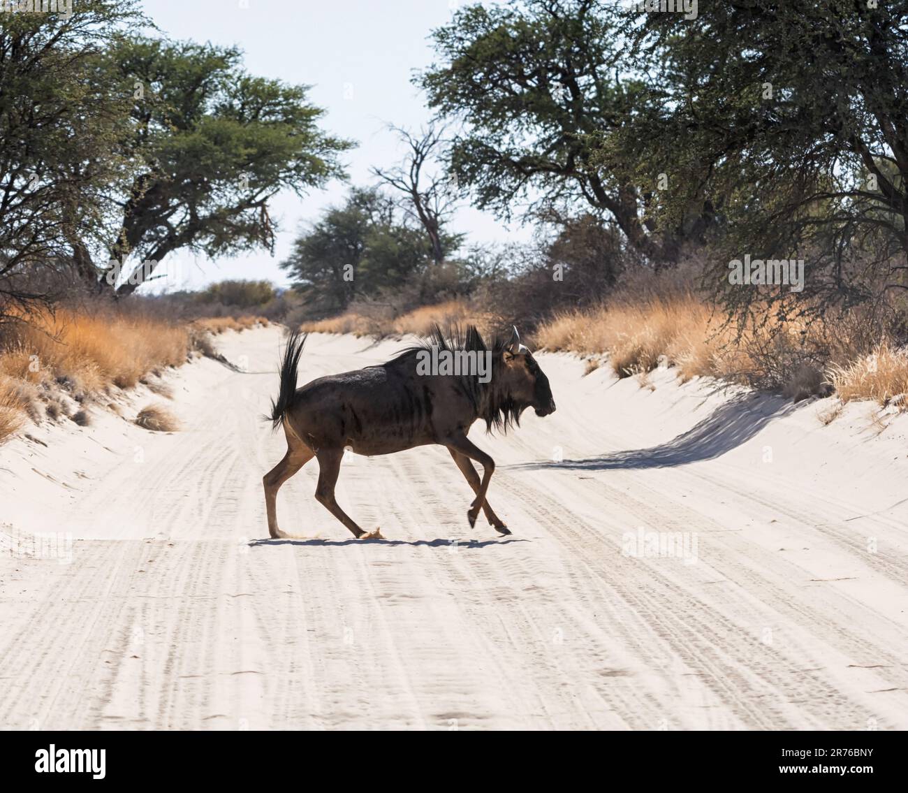 Blue Wildebeest antelope in Southern African Kalahari savannah Stock ...