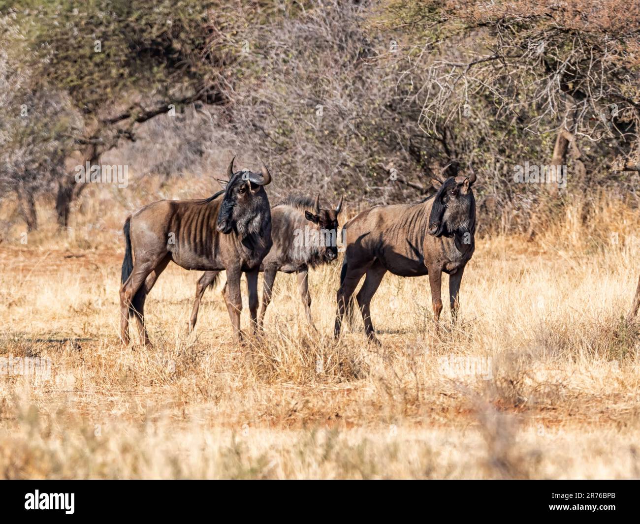 Blue Wildebeest antelope in Southern African Kalahari savannah Stock ...